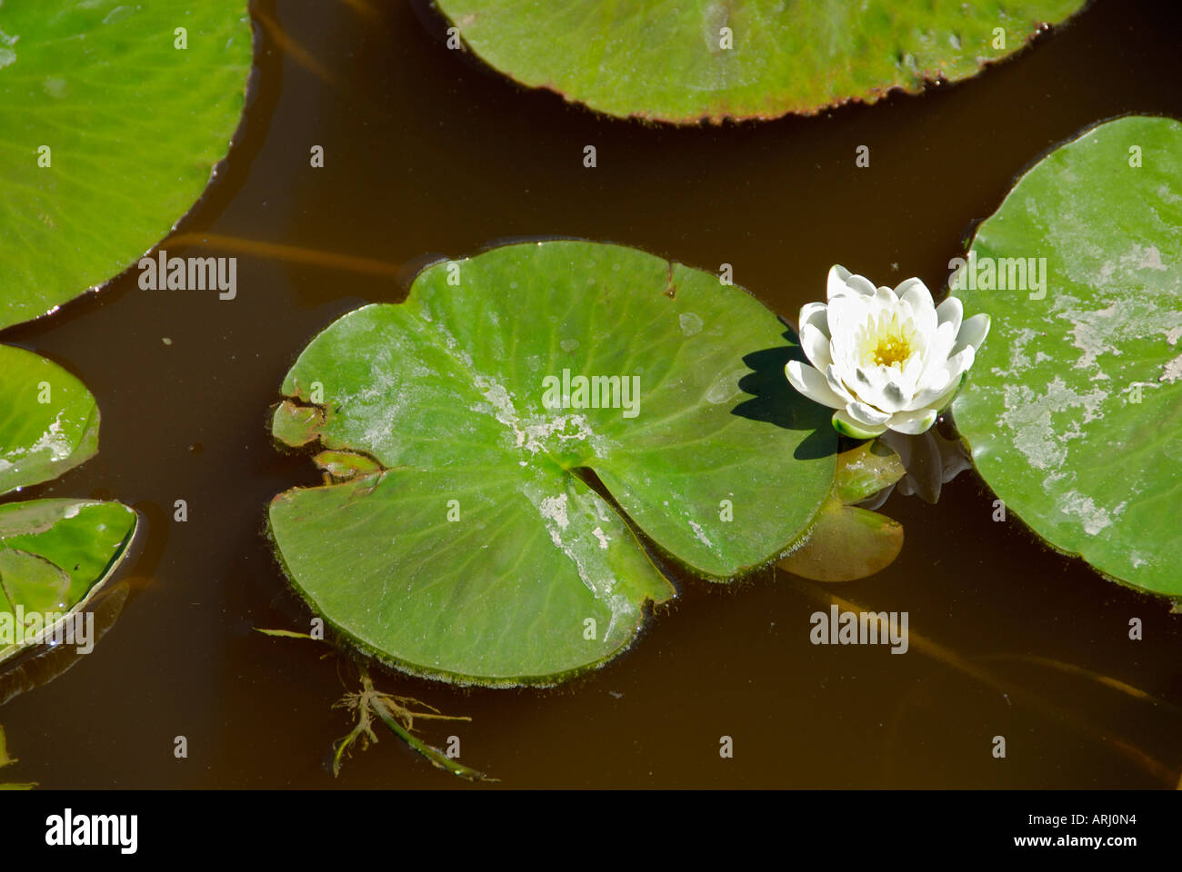 Lily pad floating on top hi-res stock photography and images - Alamy