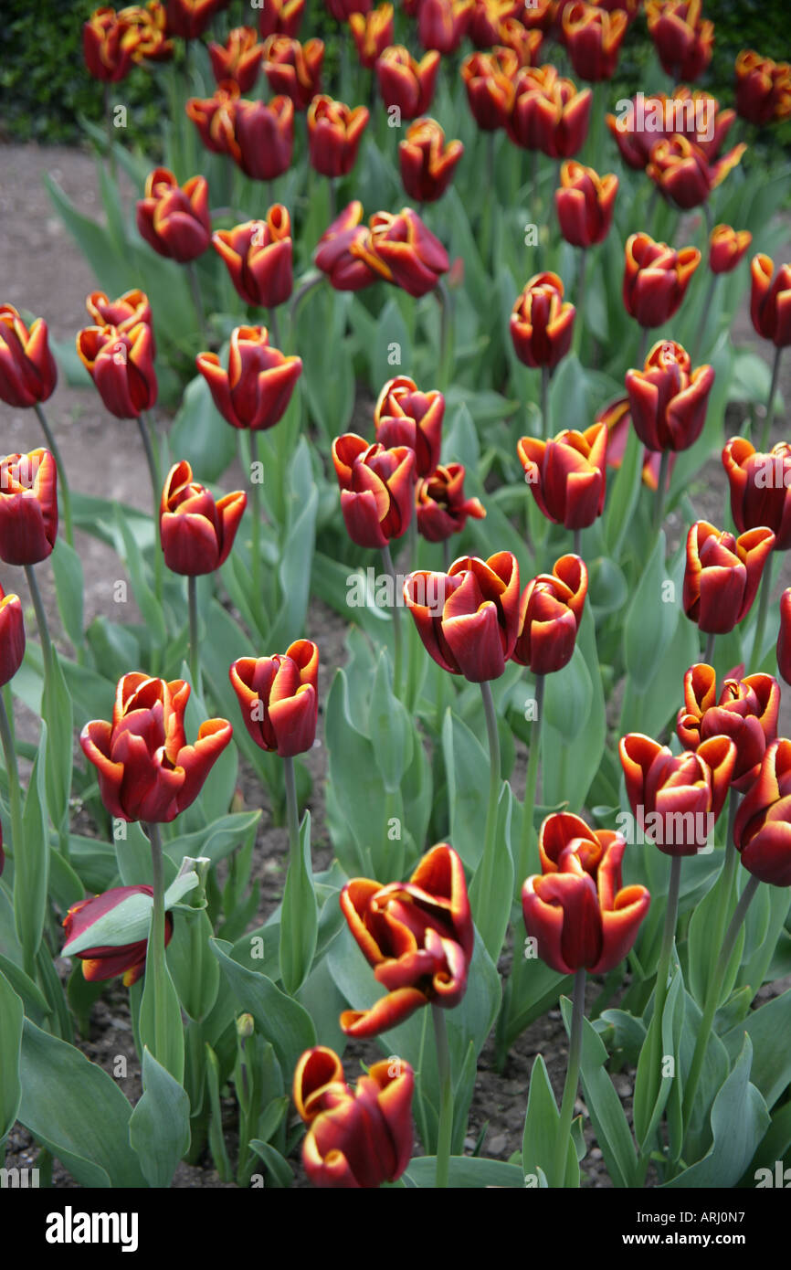Two tone tulip national botanic gardens hi-res stock photography and ...