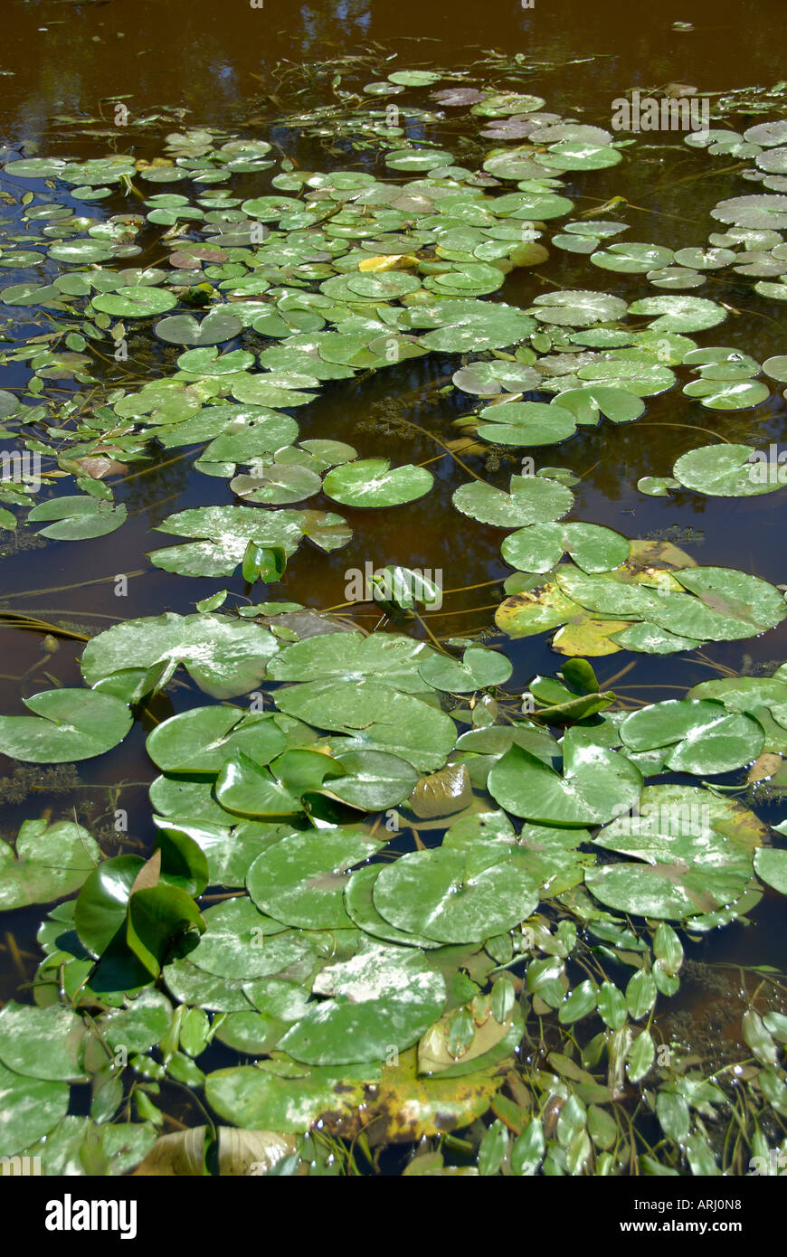 Lily pad floating on top hi-res stock photography and images - Alamy