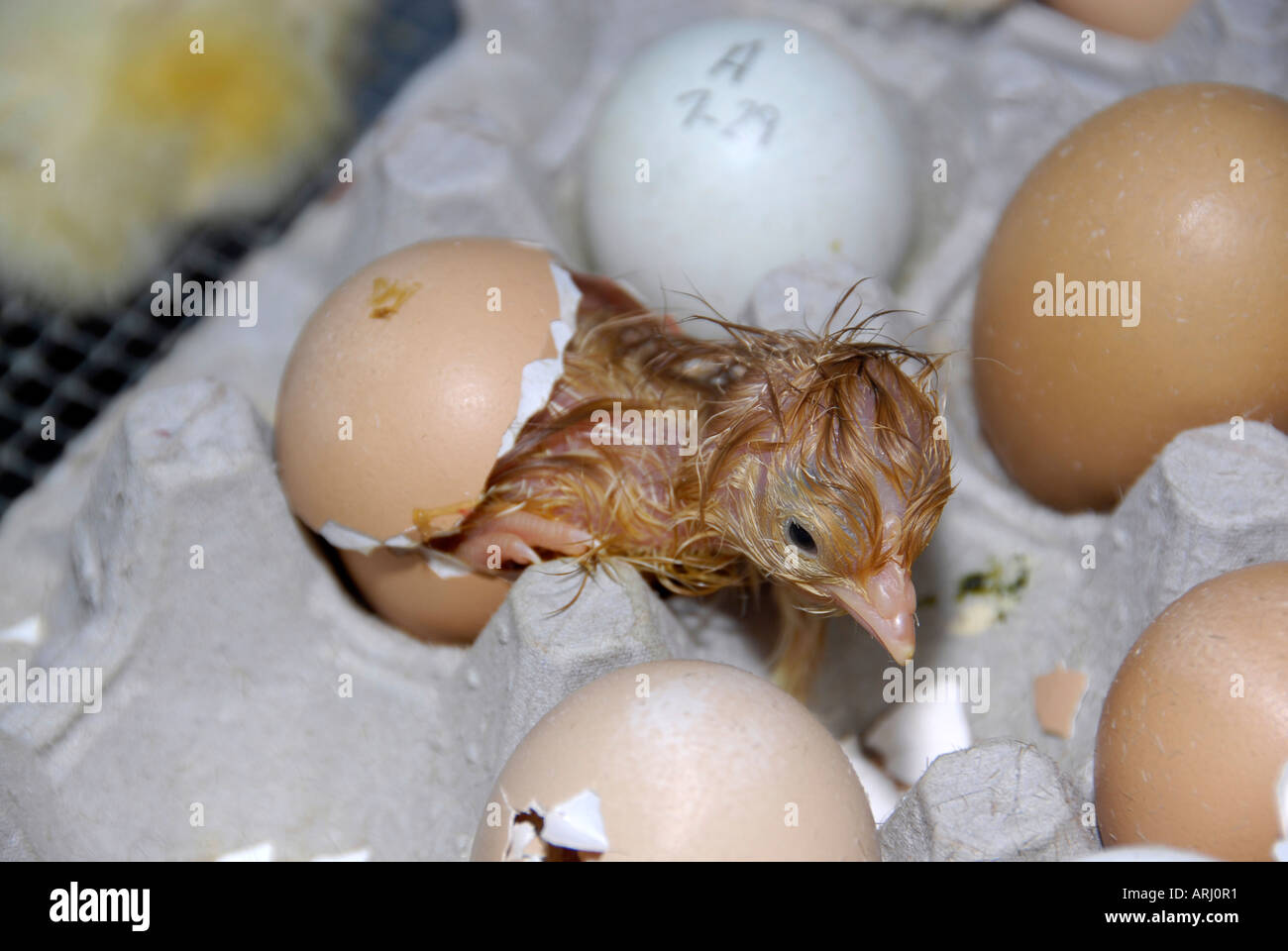 The hatching of an egg and a baby chicken being born is demonstrated at ...