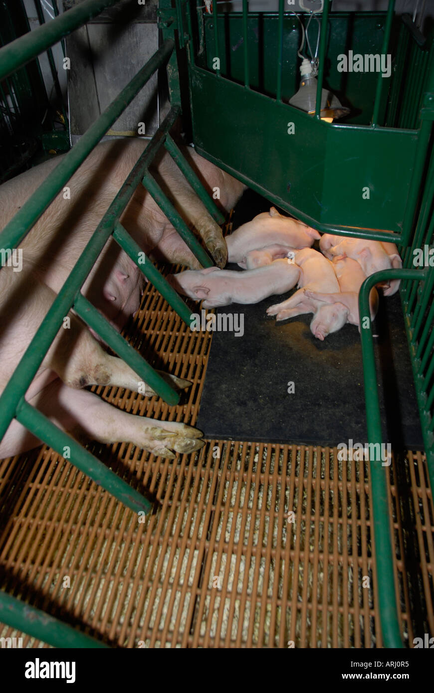 The birth and care of new born pigs is demonstrated at the Michigan ...