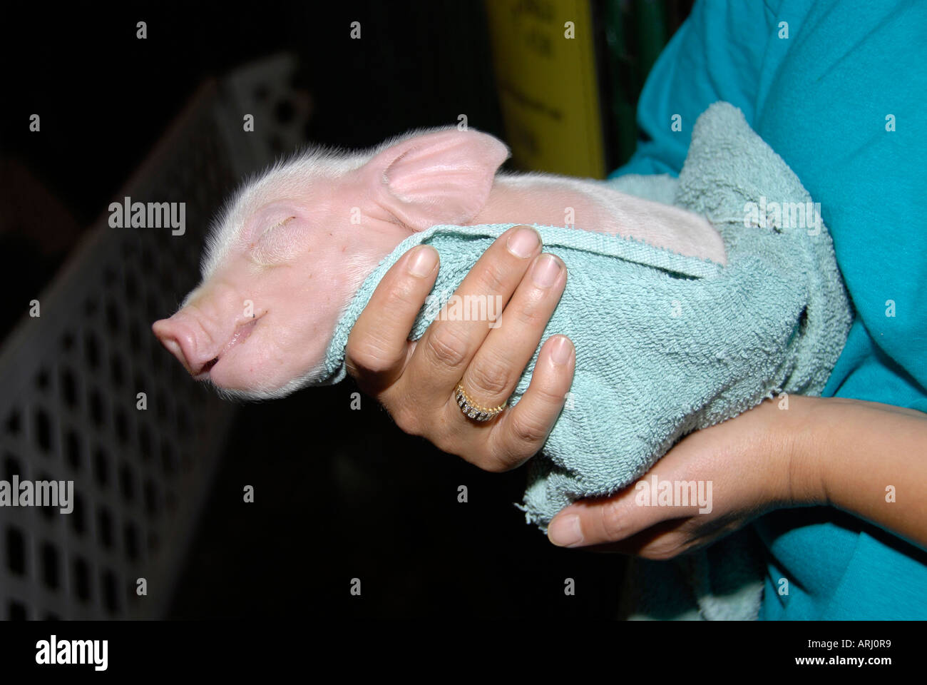 The birth and care of new born pigs is demonstrated at the Michigan ...