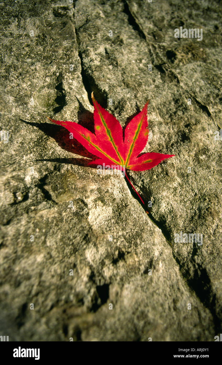 Individual single autumn fall leaf hi-res stock photography and images ...