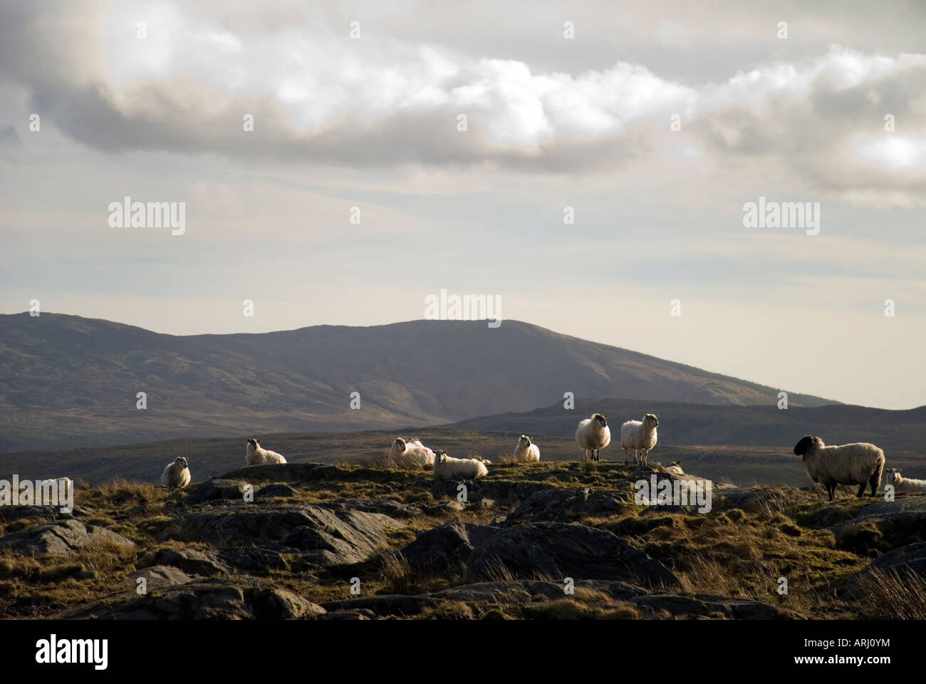 Sheep in the landscape typical of Donegal Stock Photo - Alamy