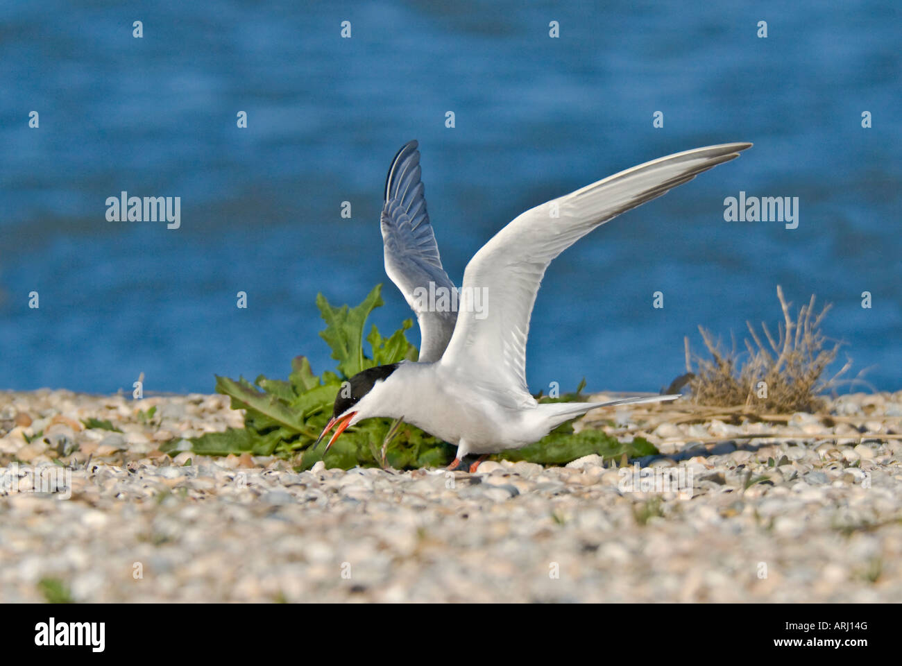 Schwalbe im flug hi-res stock photography and images - Alamy