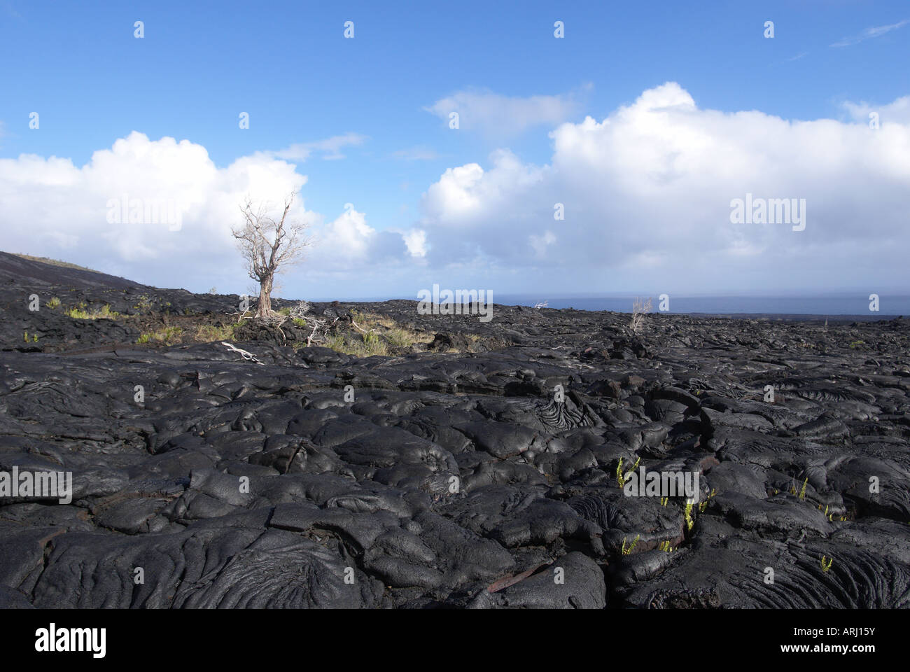 Lone dead tree remaining in middle of lava flow Stock Photo - Alamy