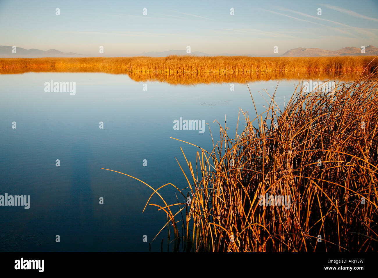 Reeds and cattails, Lower Klamath Basin National Wildlife Refuge in ...