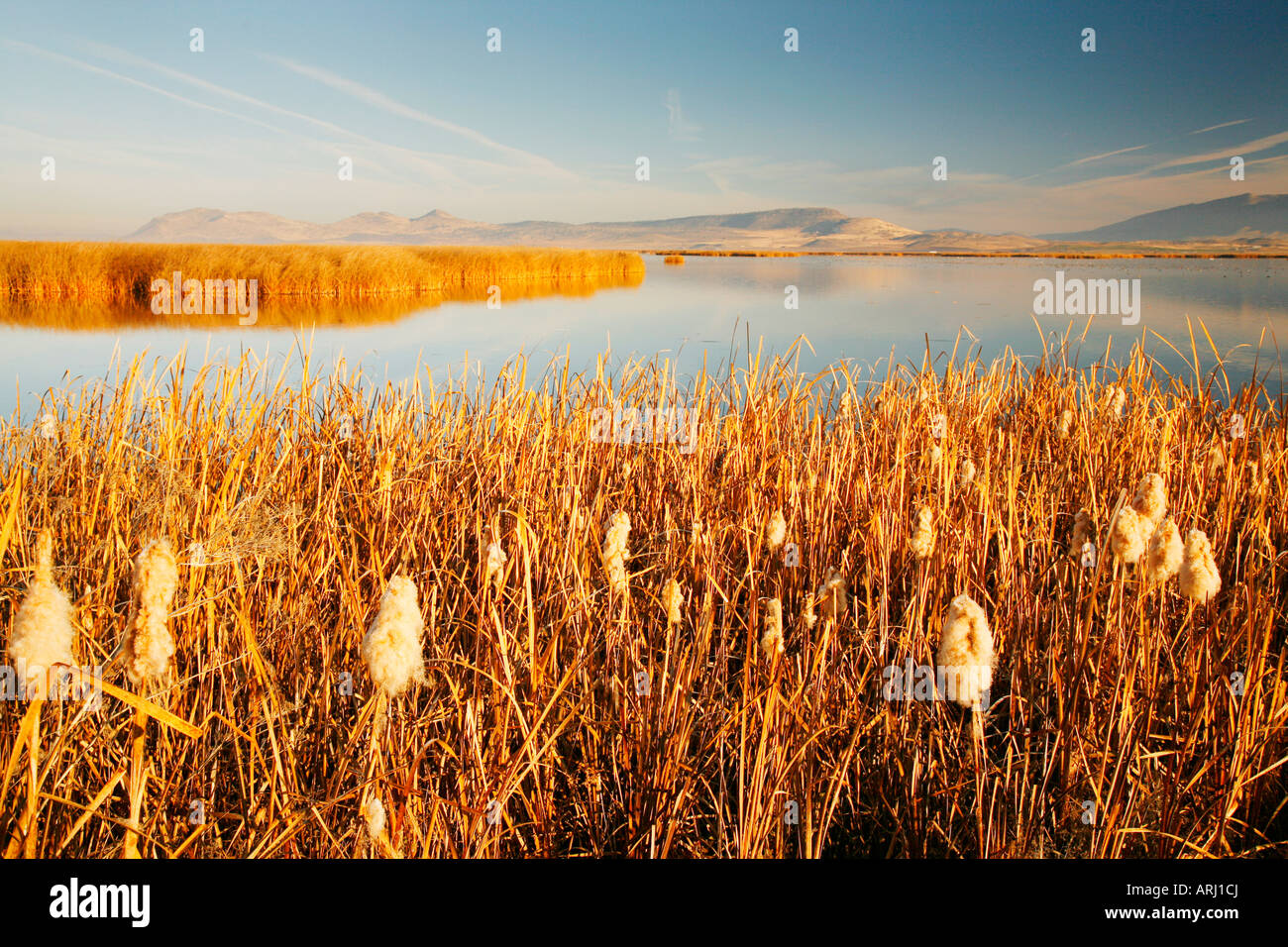 Reeds and cattails, Lower Klamath Basin National Wildlife Refuge in ...