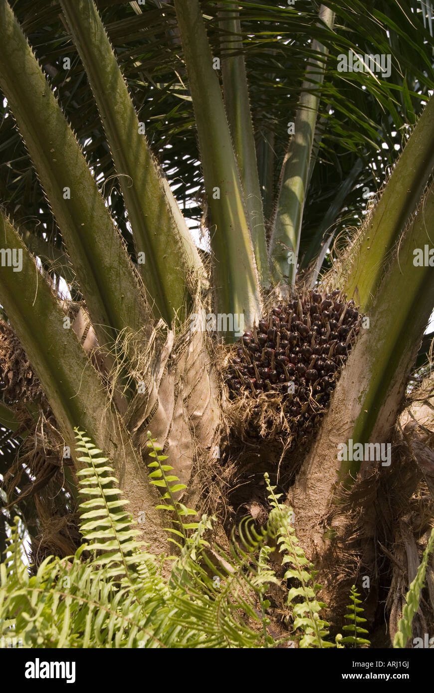 ripe palm oil growing in a plantation in Indonesia, Borneo Stock Photo ...
