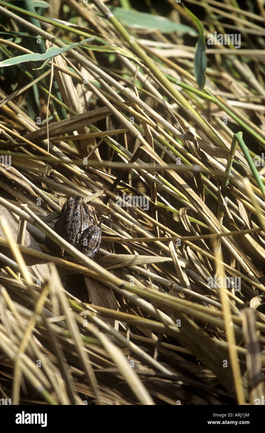 Frog in reeds at pond edge Stock Photo - Alamy