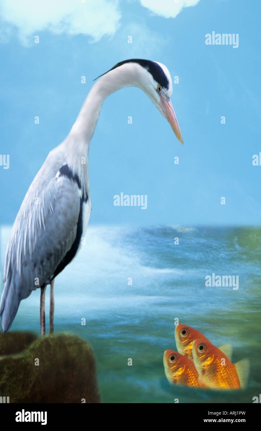 Heron talking to fish Stock Photo - Alamy