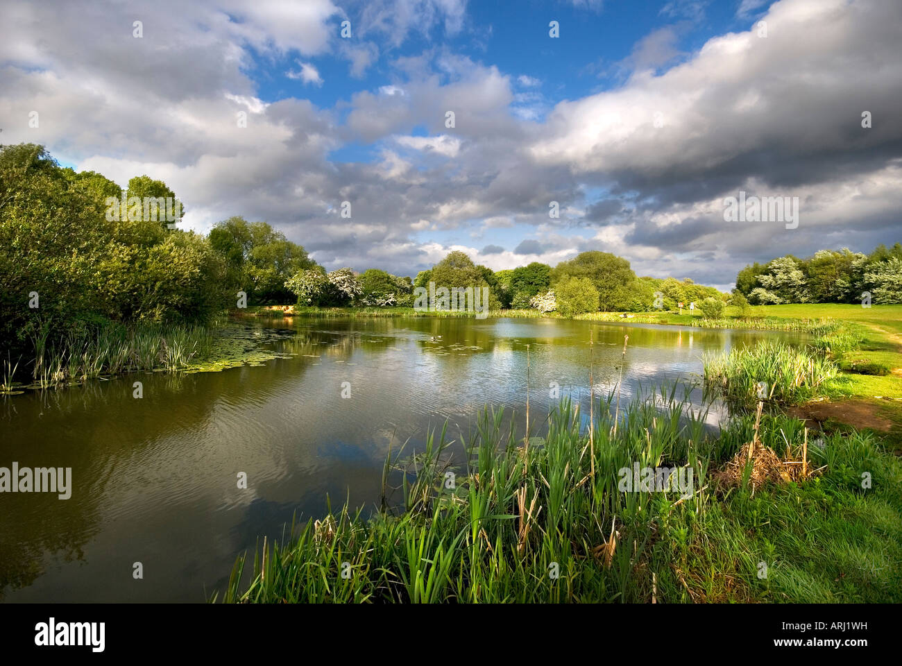 Fishing pond, Barnsley UK Stock Photo - Alamy