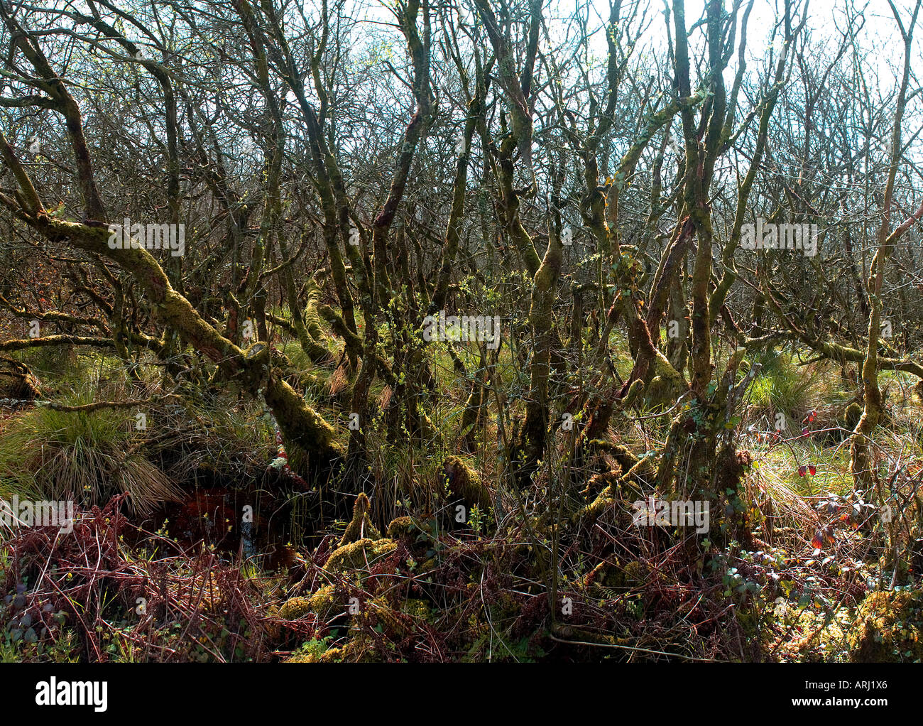 China clay mining industry cornwall UK Stock Photo - Alamy