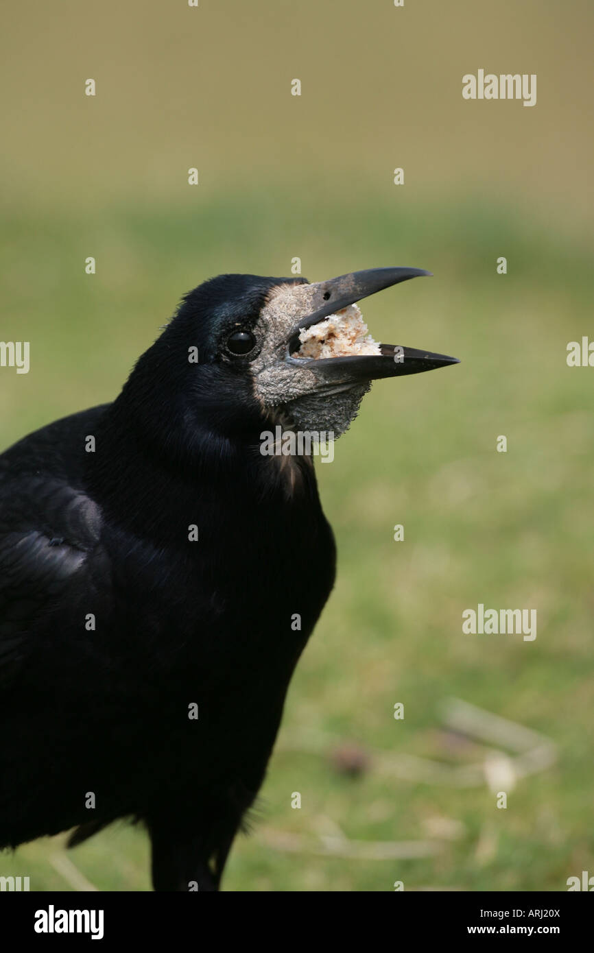 Rook Corvus frugilegus eating a piece of bread Stock Photo - Alamy