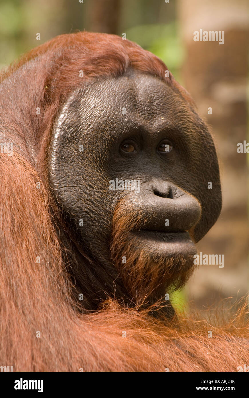 male orangutan Pongo pygmaeus in rainforest, Indonesia Borneo looking ...