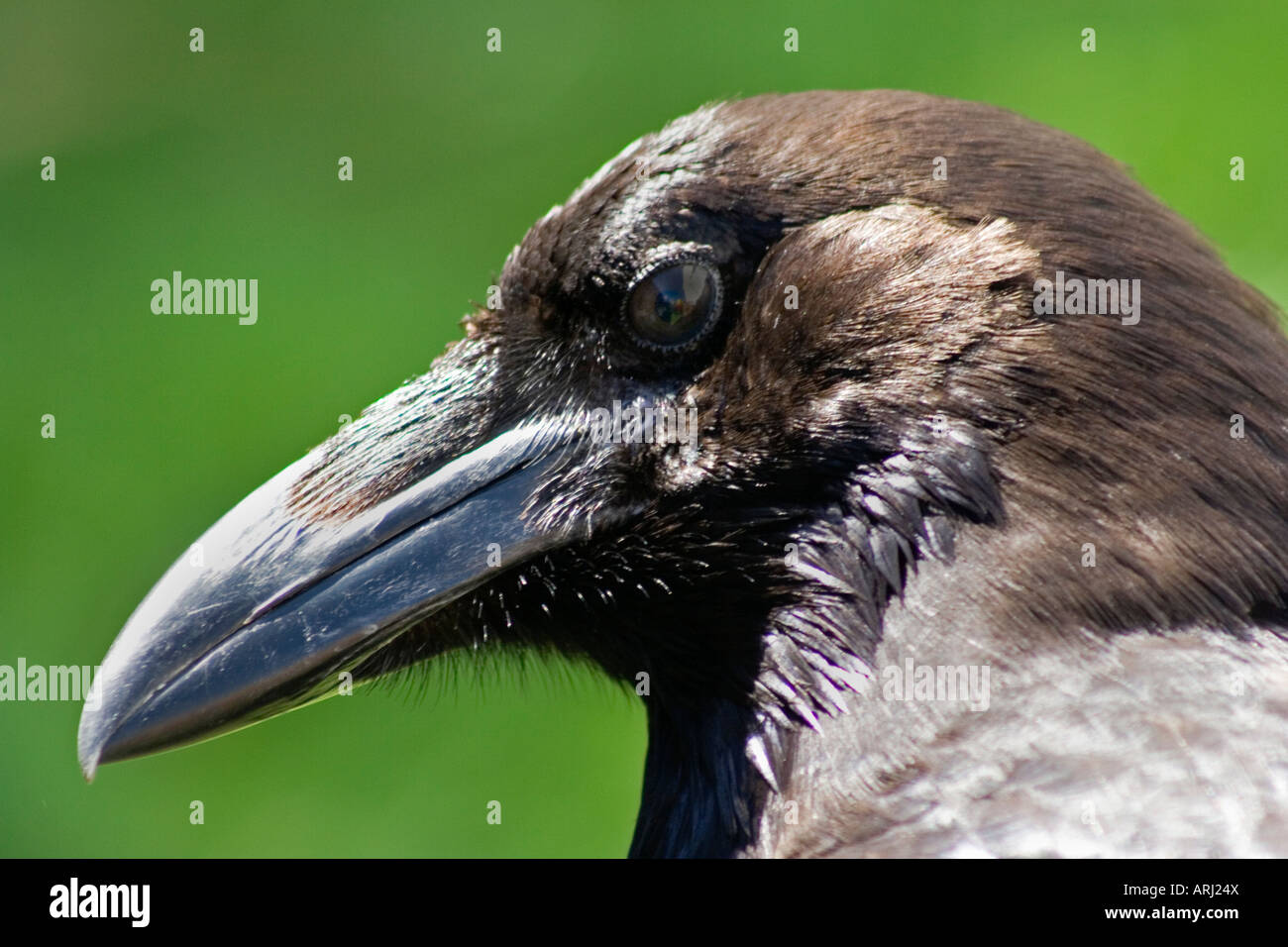Raven head hi-res stock photography and images - Alamy