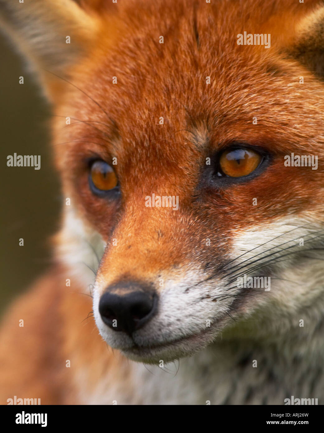 Fox hunt of ireland hi-res stock photography and images - Alamy