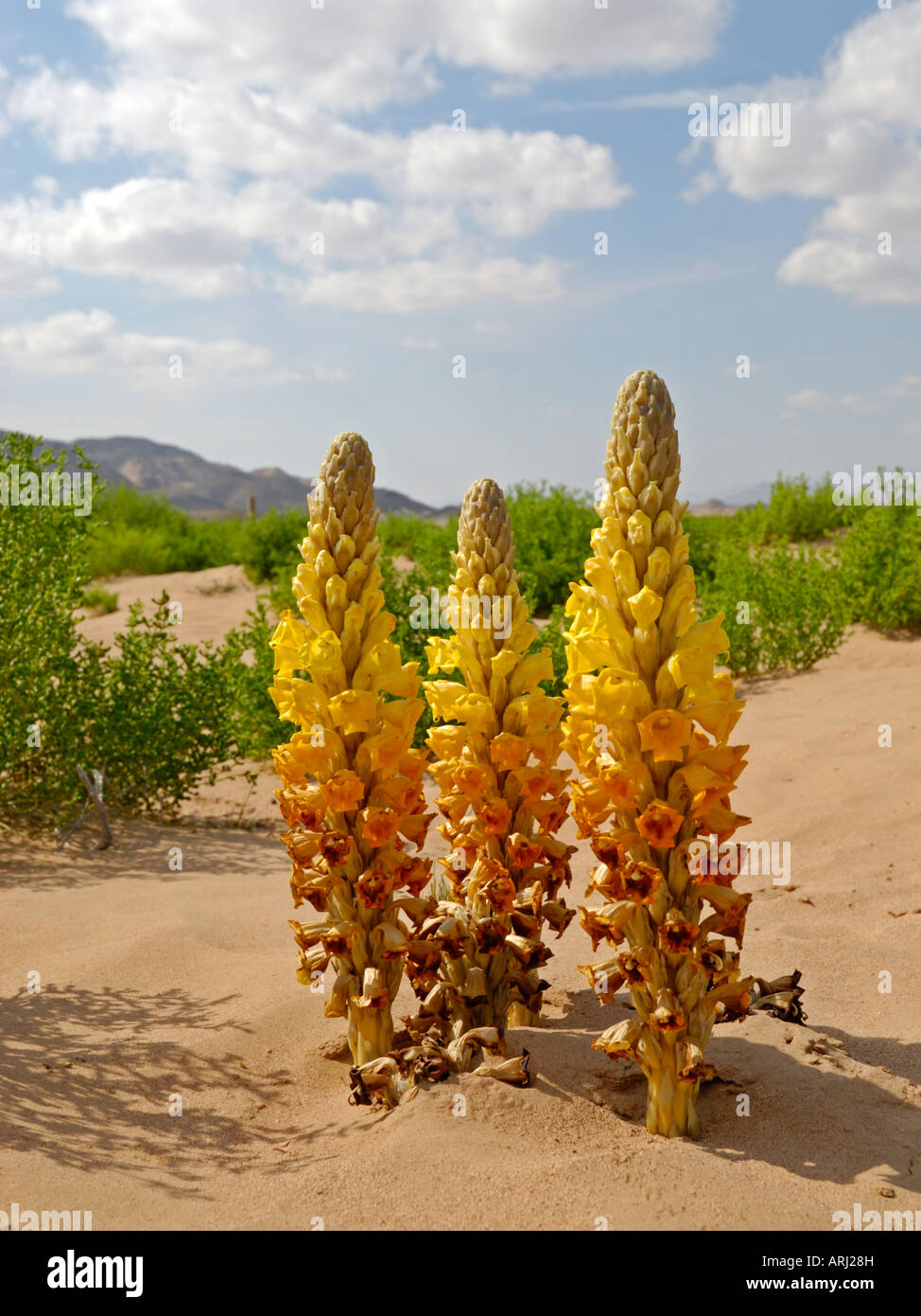 Desert hyacinth, Cistanche tubulosa, growing in scrub desert, Oman ...