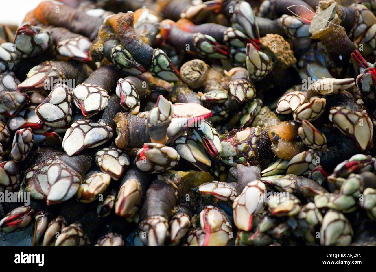 Pollicipes Cornucopia High Resolution Stock Photography and Images - Alamy