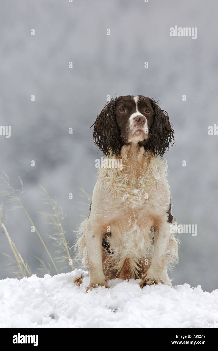 Shooting spaniel hi-res stock photography and images - Alamy