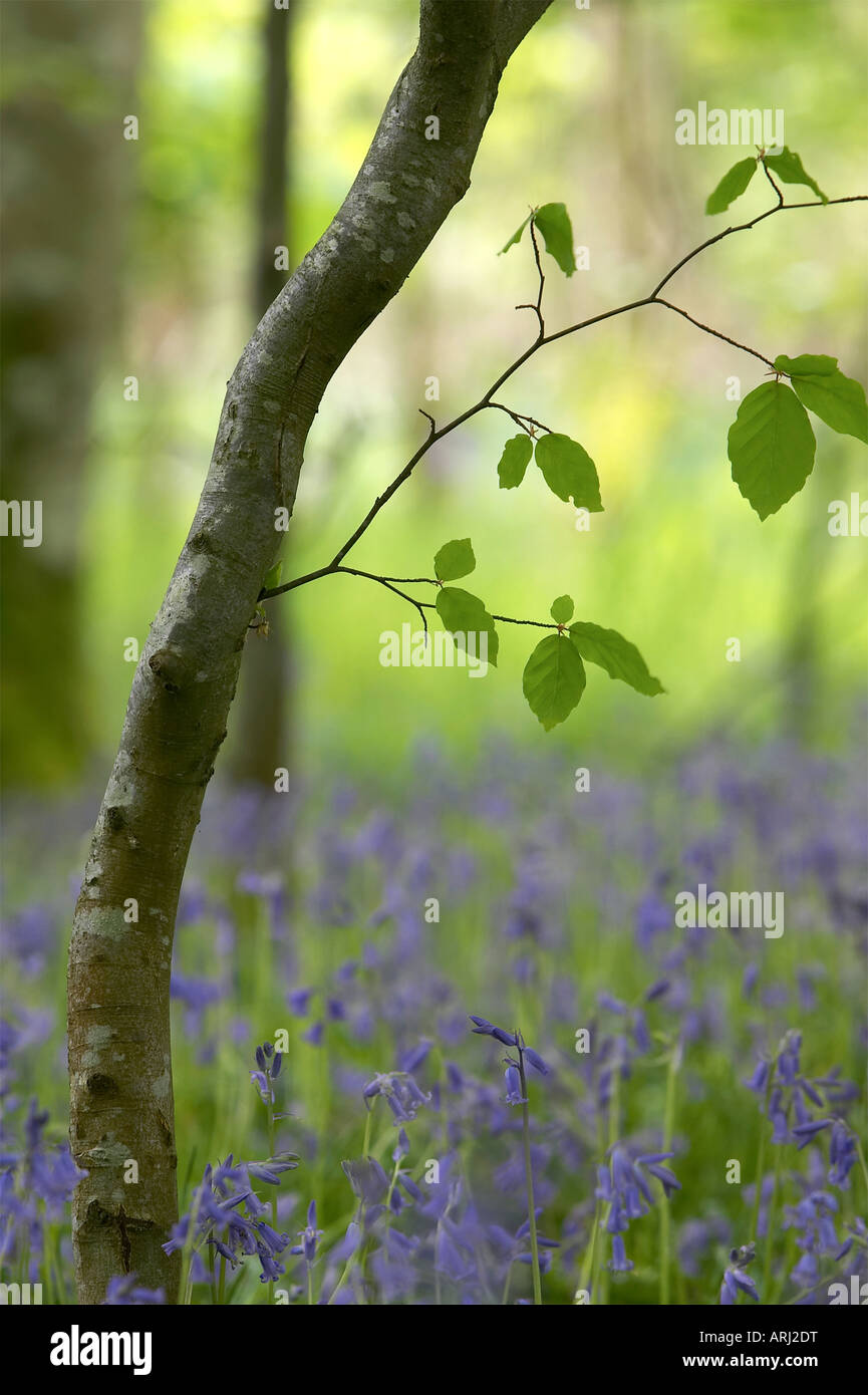 Beech tree in a bluebell carpet Stock Photo - Alamy
