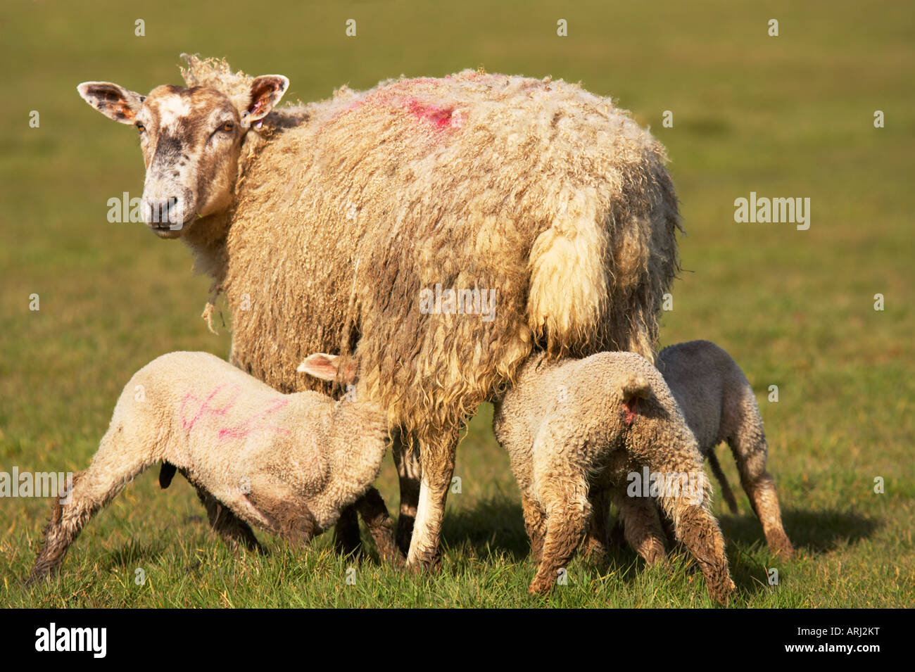 Sheep feeding lambs Stock Photo - Alamy