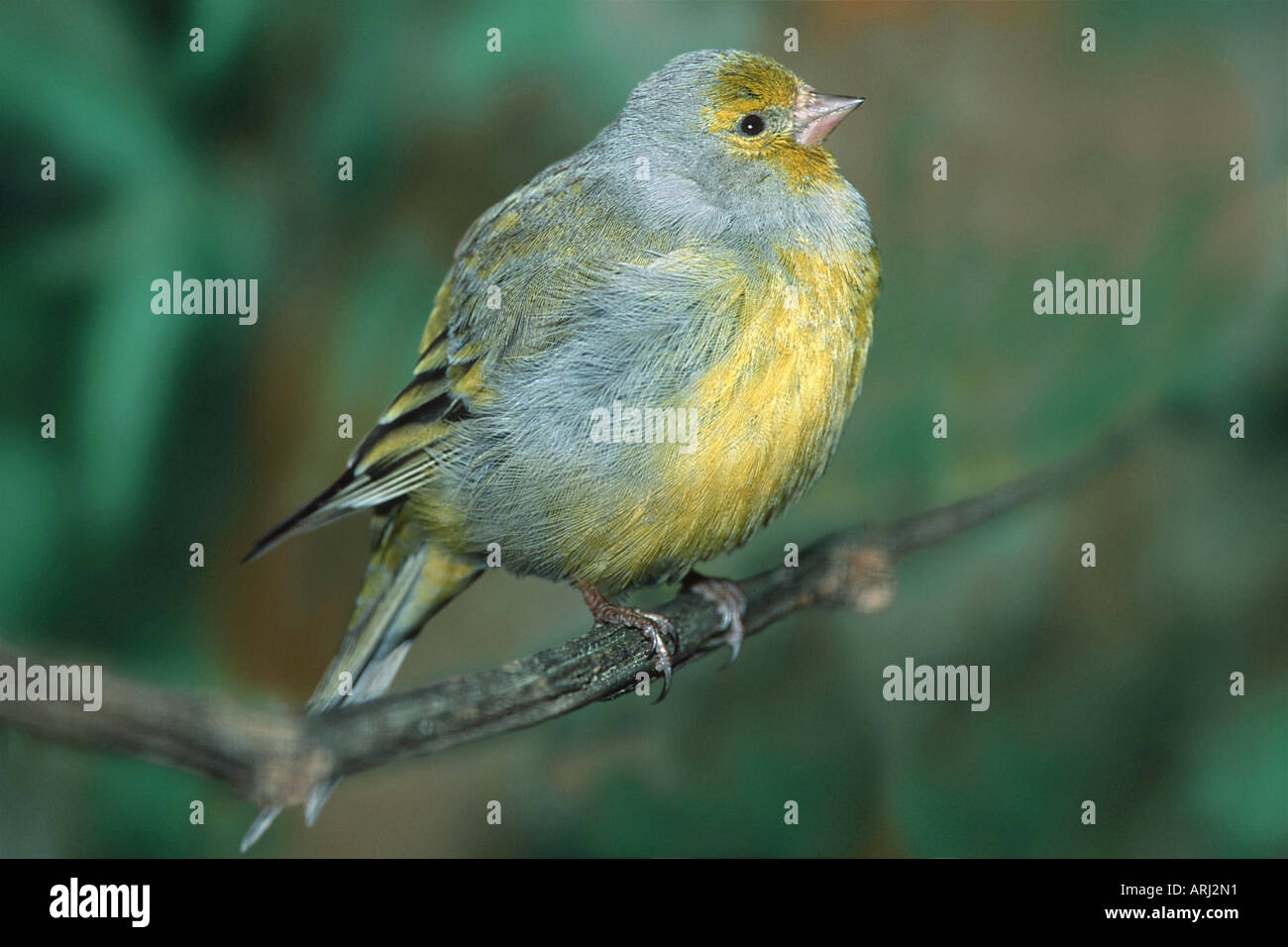 citril finch (Serinus citrinella), sitting on a twig Stock Photo - Alamy