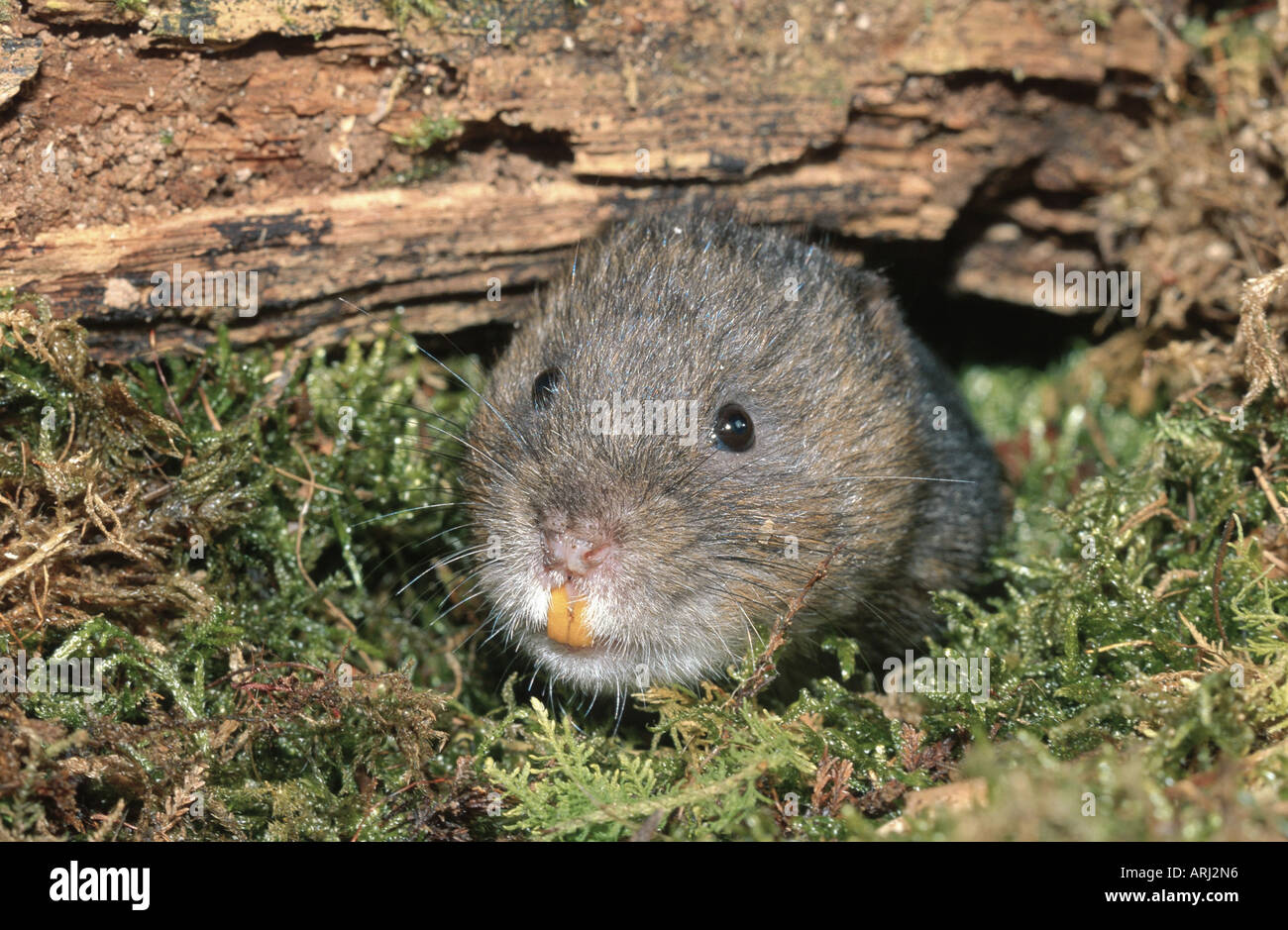 southwestern water vole, southern water vole (Arvicola sapidus ...