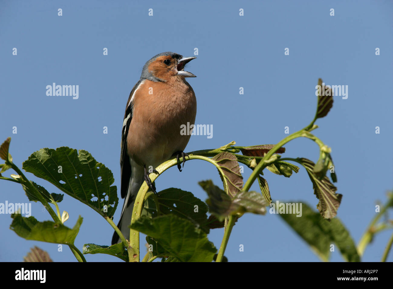 Chaffinch song hi-res stock photography and images - Alamy