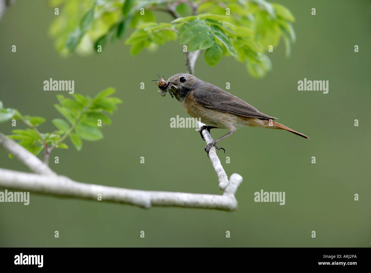 Female redstart uk hi-res stock photography and images - Alamy