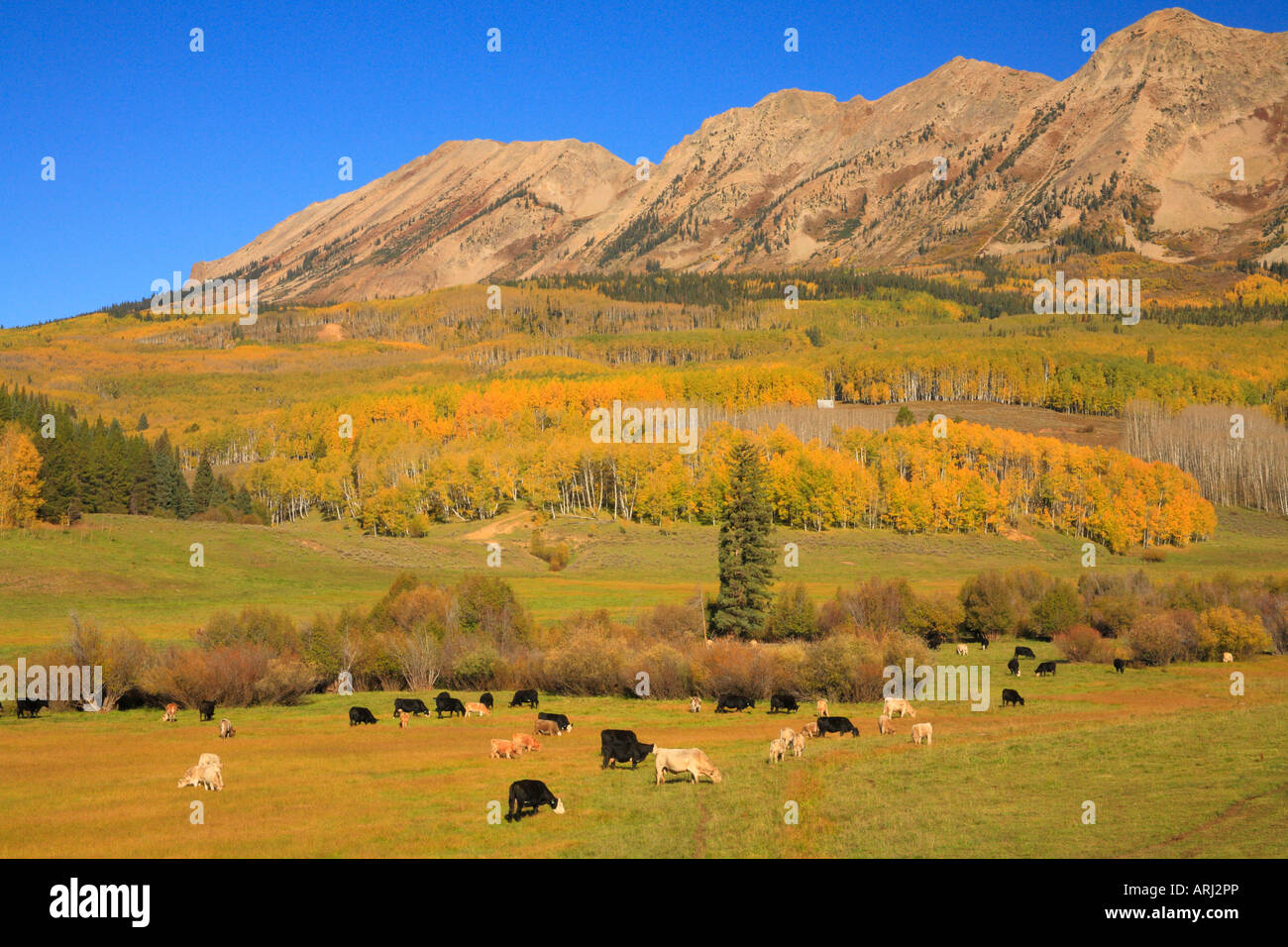 Ranch, Ohio Creek Road, Gunnison, Colorado, USA Stock Photo - Alamy
