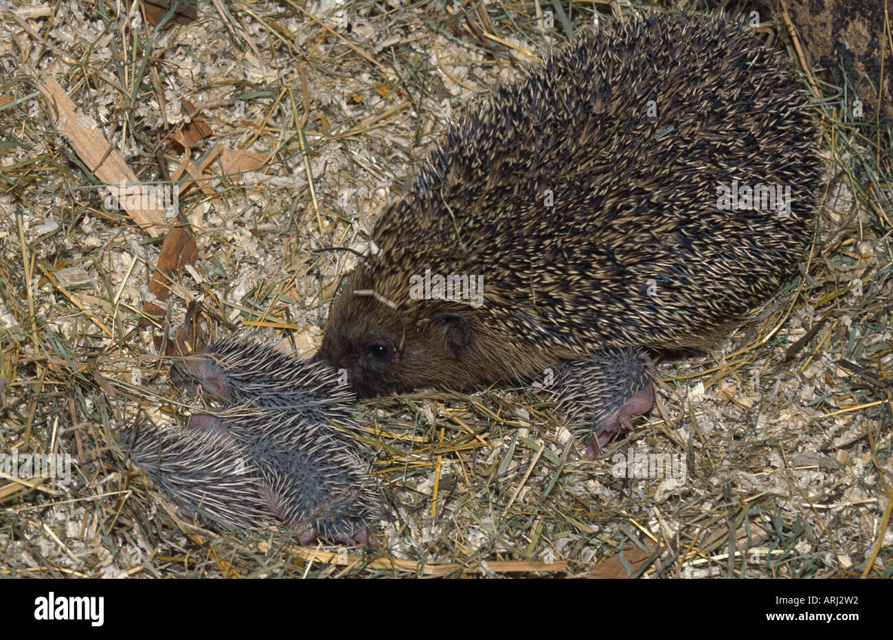 hedgehogs and gymnures (Erinaceidae), female with young in nest Stock ...