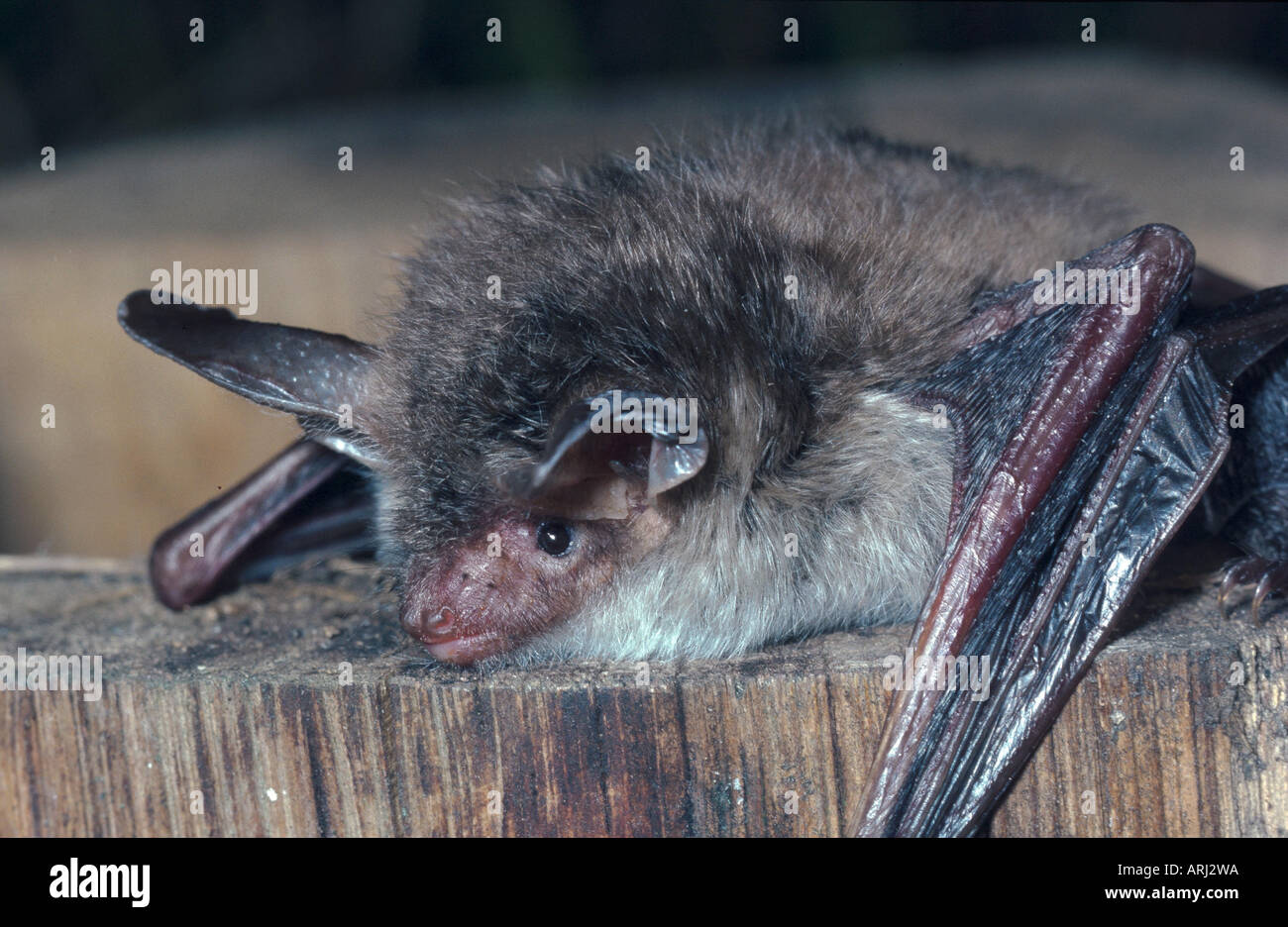 brown long-eared bat, common long-eared bat (Plecotus auritus ...