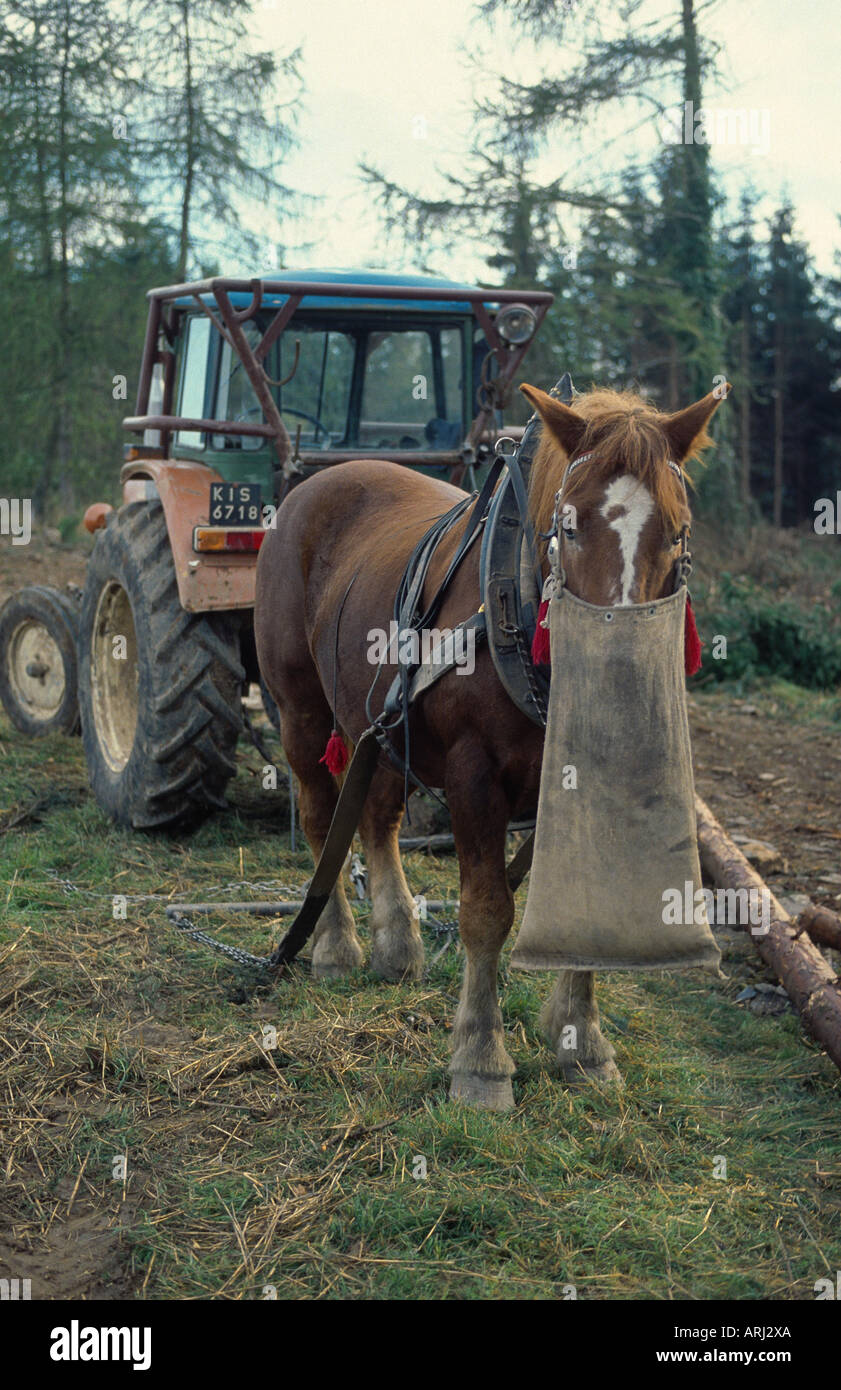 Polish coldblood (Equus przewalskii f. caballus), employment as a work ...