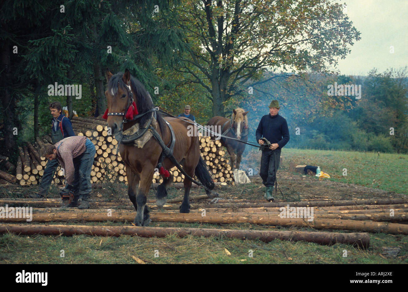 Polish coldblood (Equus przewalskii f. caballus), employment as a work ...