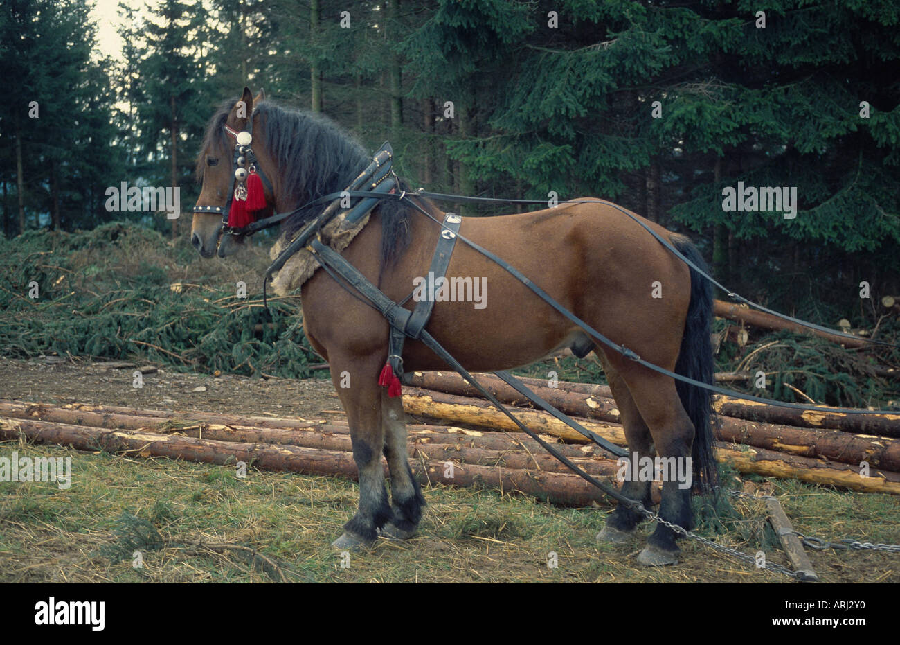 Polish coldblood (Equus przewalskii f. caballus), employment as a work ...