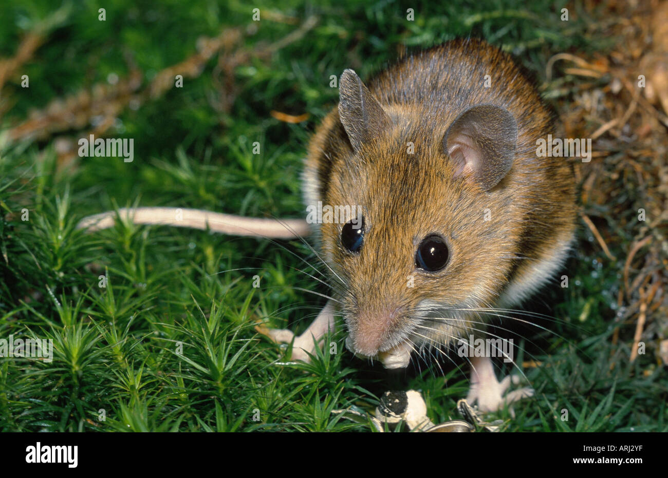 alpine wood mouse (Apodemus alpicola Stock Photo - Alamy
