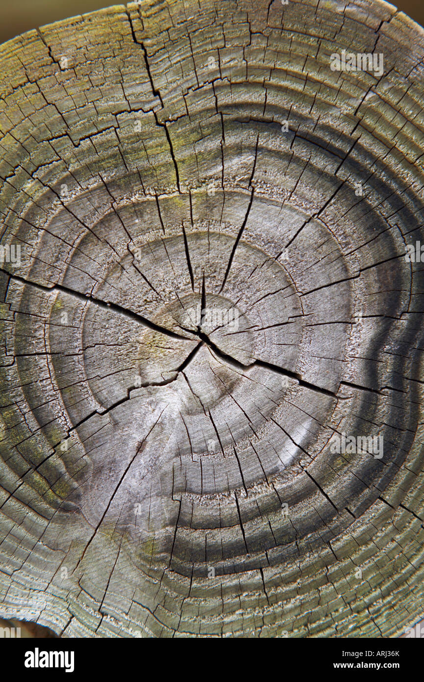 Annual rings hi-res stock photography and images - Alamy