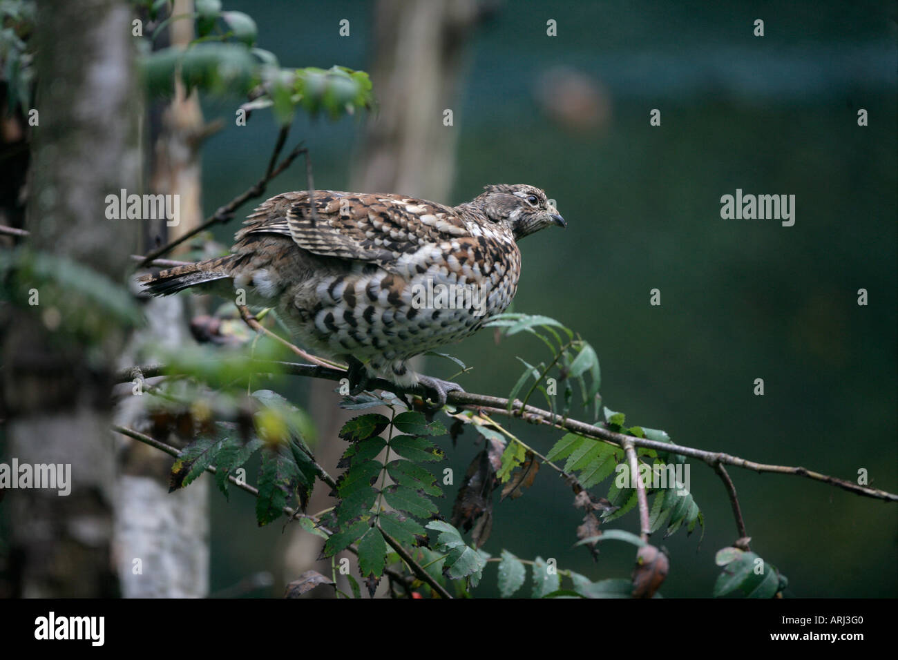 Bonasa bonasia hi-res stock photography and images - Alamy