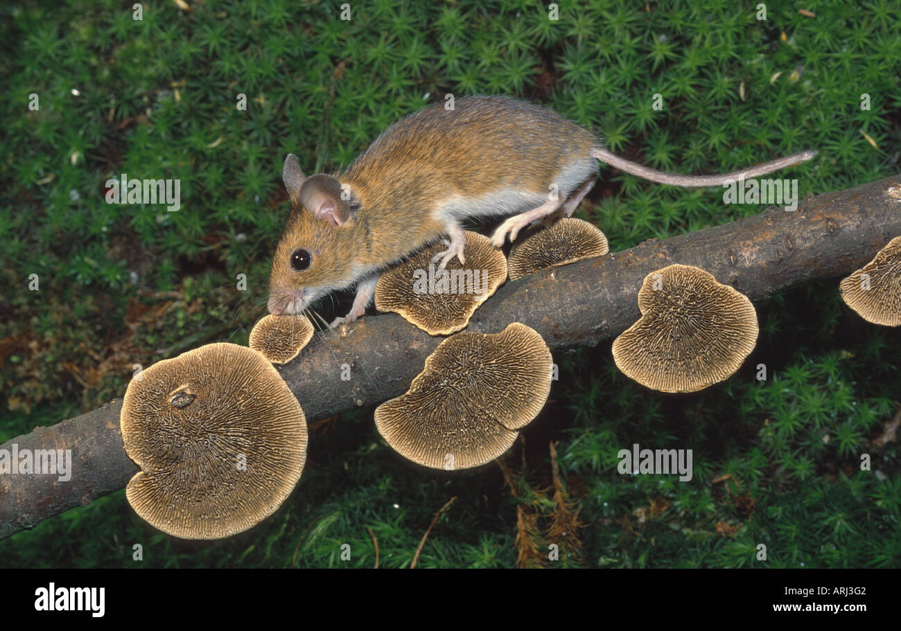 alpine wood mouse (Apodemus alpicola), walking over a branch Stock ...