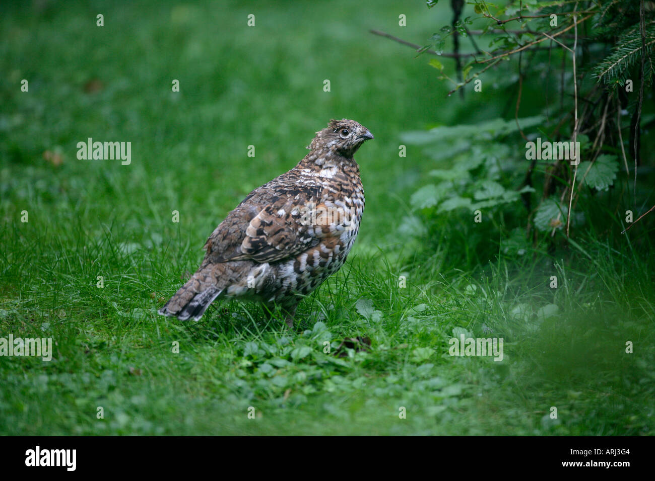 Bonasa Bonasia High Resolution Stock Photography and Images - Alamy