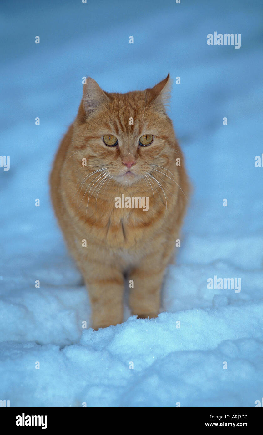 L tomcat hi-res stock photography and images - Alamy