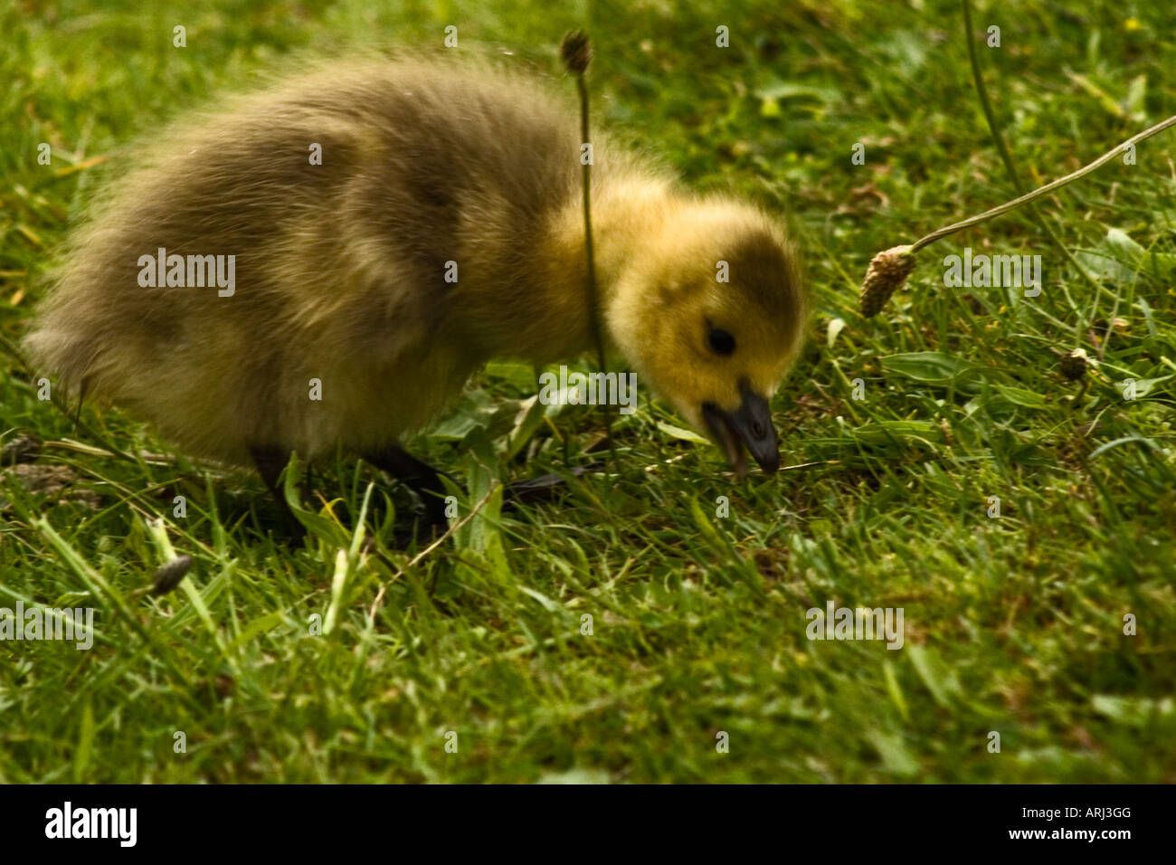 A gosling searching for food in the grass Stock Photo - Alamy