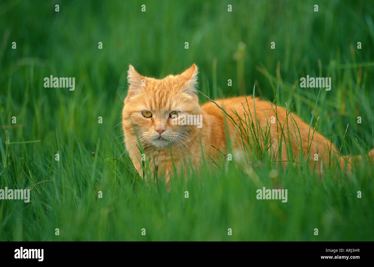 Domestic cat felis catus in a meadow hi-res stock photography and ...