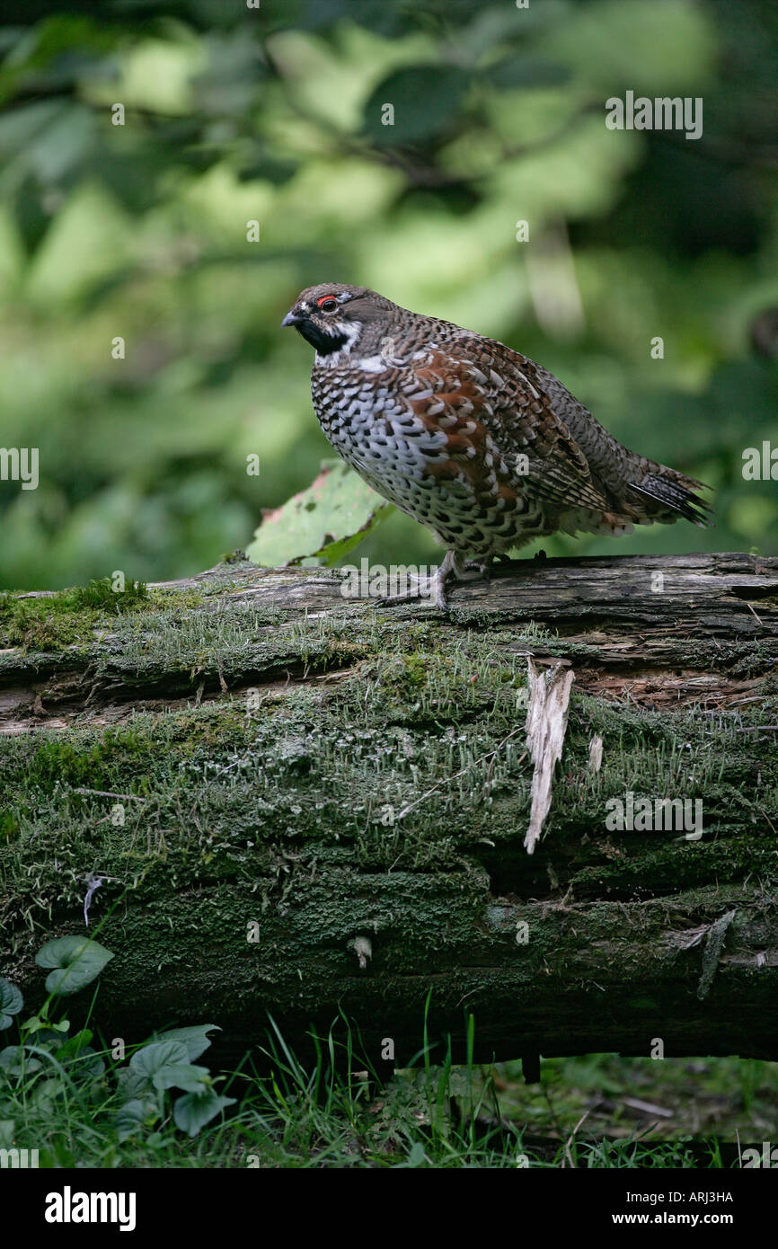 Bonasa bonasia hi-res stock photography and images - Alamy