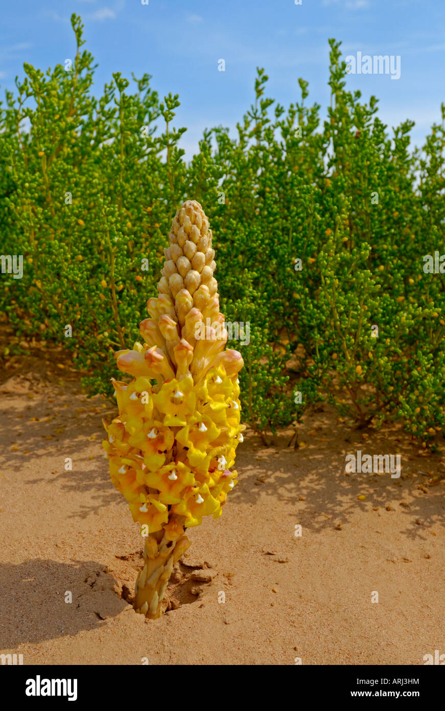 Desert hyacinth, Cistanche tubulosa, growing in scrub desert, Oman ...