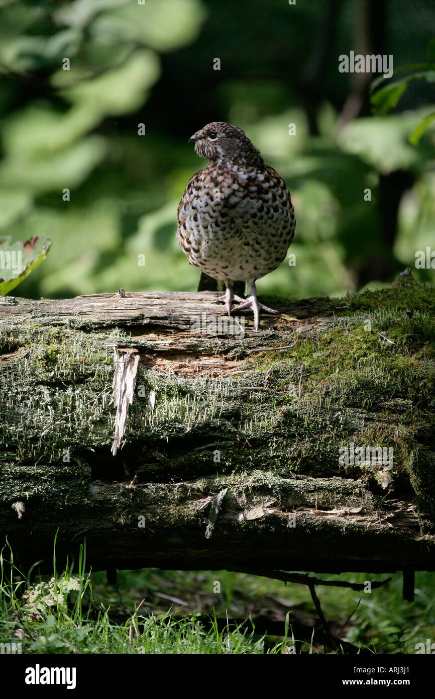 Bonasa bonasia hi-res stock photography and images - Alamy