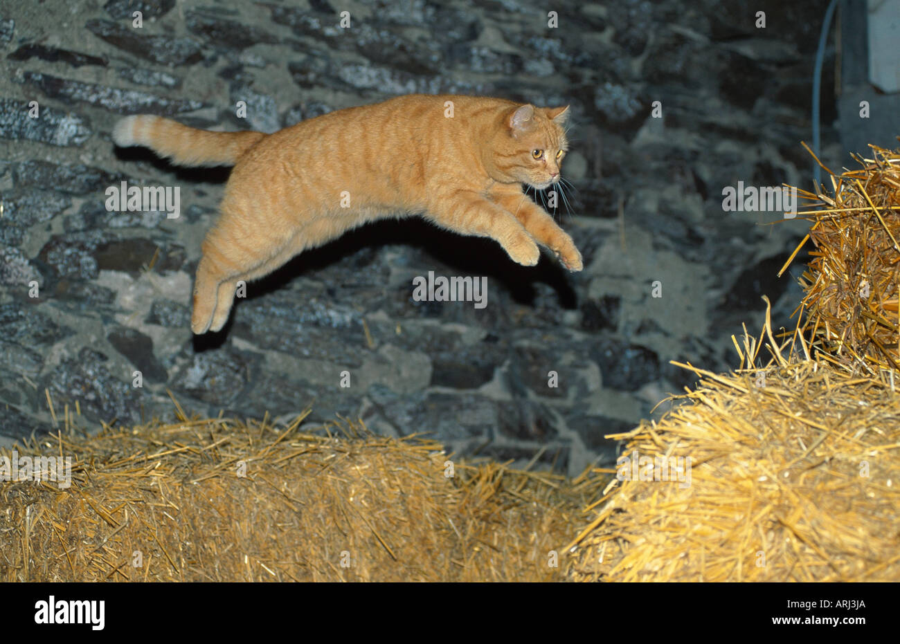 L tomcat hi-res stock photography and images - Alamy