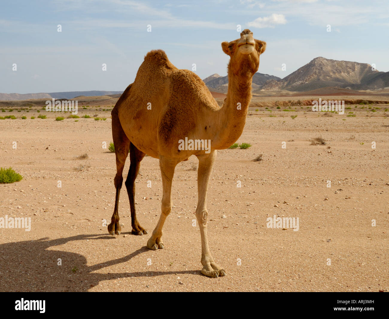 Wild Arabian camel, desert plain Oman Stock Photo - Alamy