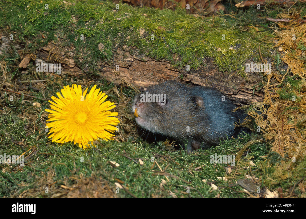 Sapidus Stock Photos & Sapidus Stock Images - Alamy